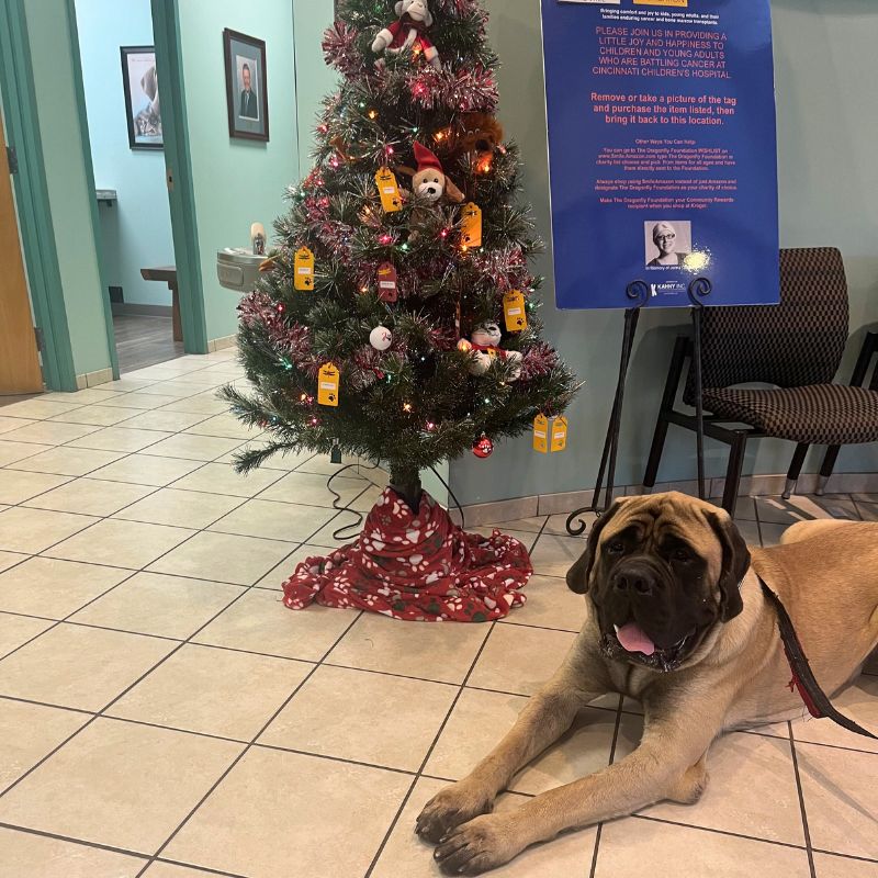 Dragonfly Foundation - Angel Tree | Hebron Animal Hospital